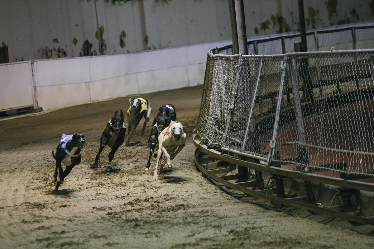 What's Beyond The Finish Line? Countdown For Macau’s Racing Greyhounds ...