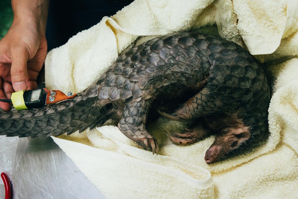 How Did Taiwanese Researchers and Citizens Collaborate to Create World ...